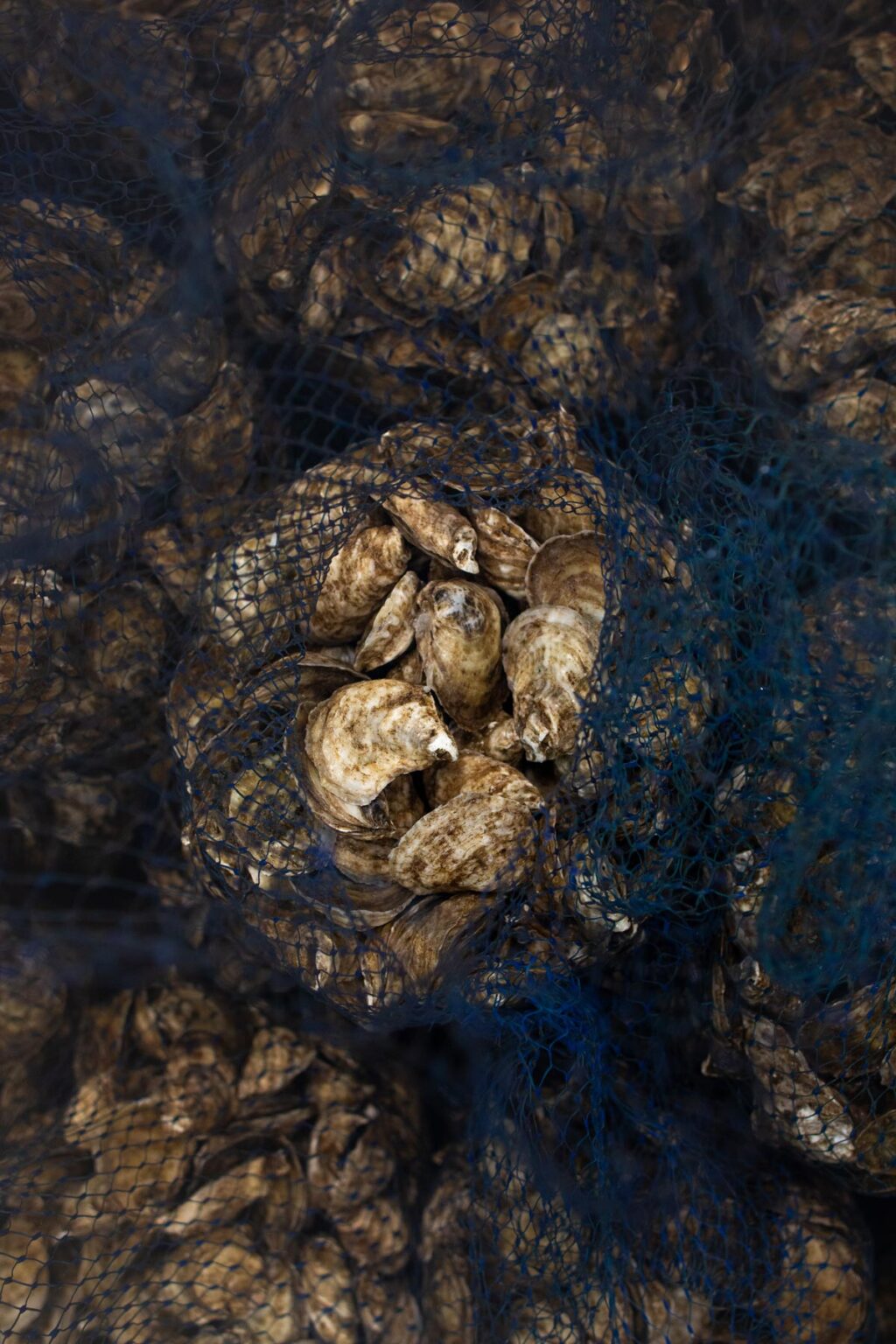 How to Shuck an Oyster - Carmy - Easy Healthy-ish Recipes