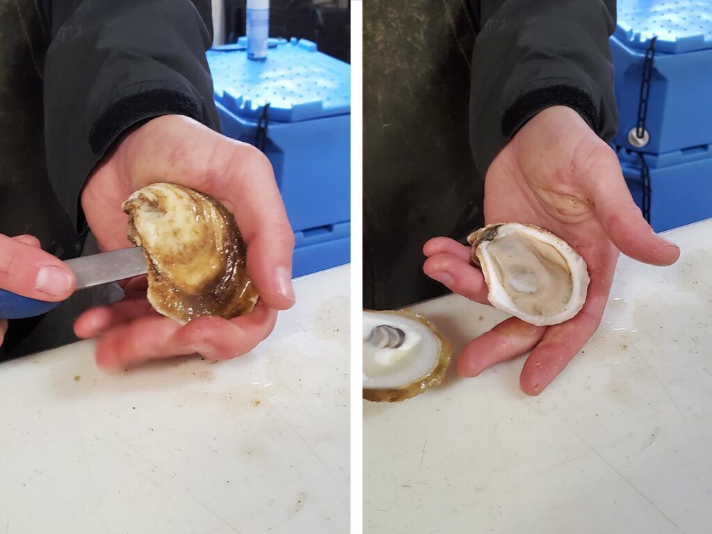 How to Shuck an Oyster - Carmy - Easy Healthy-ish Recipes